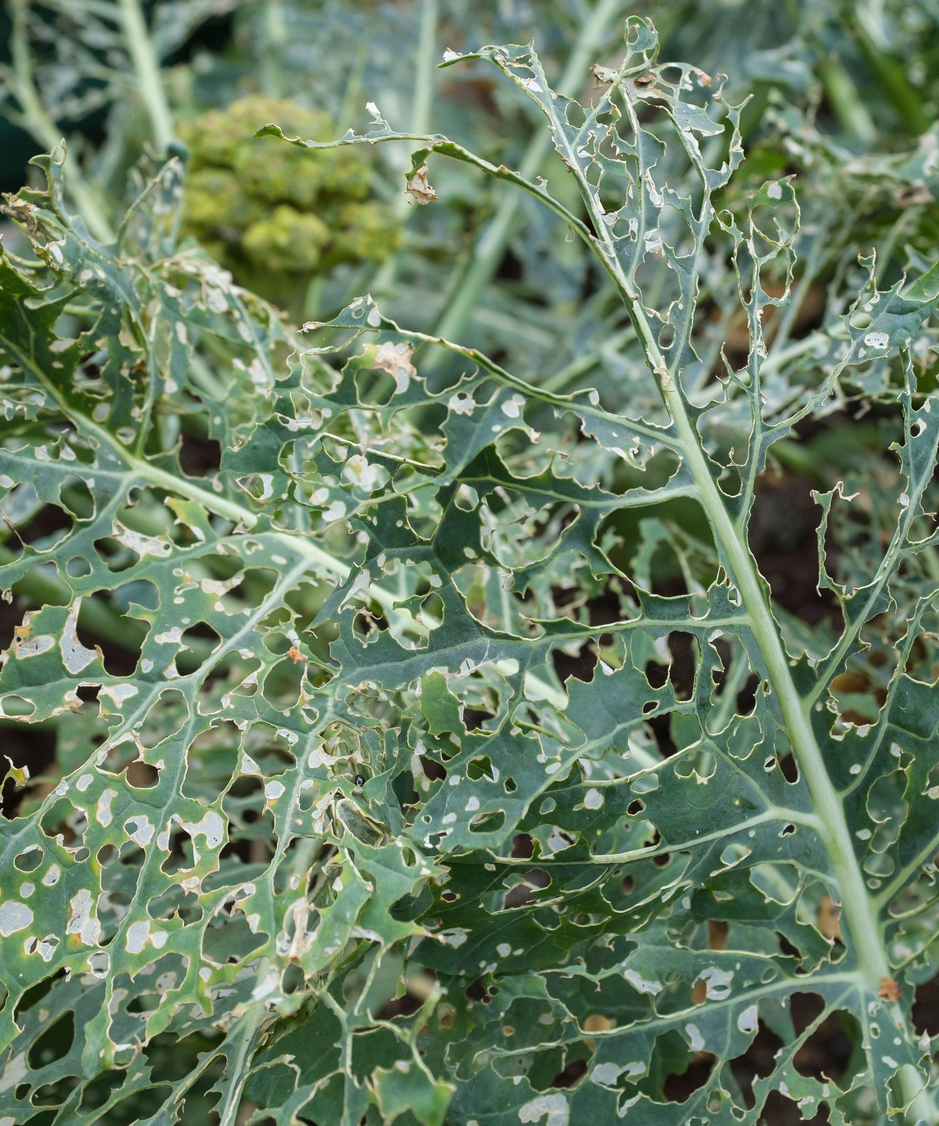 How to grow calabrese: our green broccoli planting guide | Gardeningetc