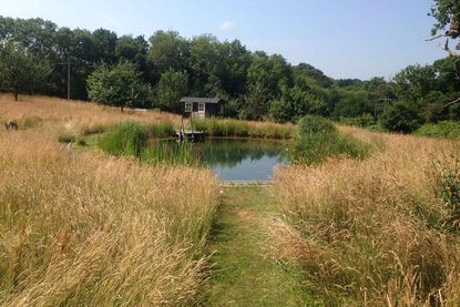 Natural pools: 10 stunning designs and ideas for backyard swimming ...