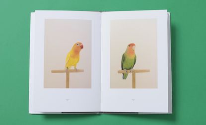 'An Incomplete Dictionary of Show Birds' by Luke Stephenson | Wallpaper*