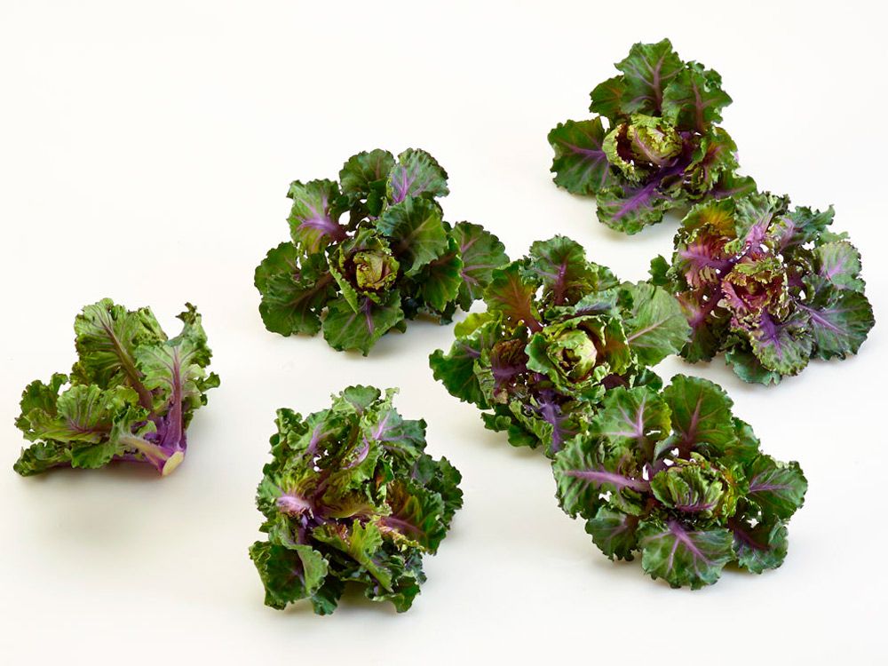 The Kale-Brussel Sprout Hybrid Super Vegetable: What You Need To Know ...