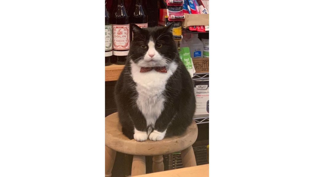 Meet Tosca the cat, the sharpest-looking, shop cat that broke the ...