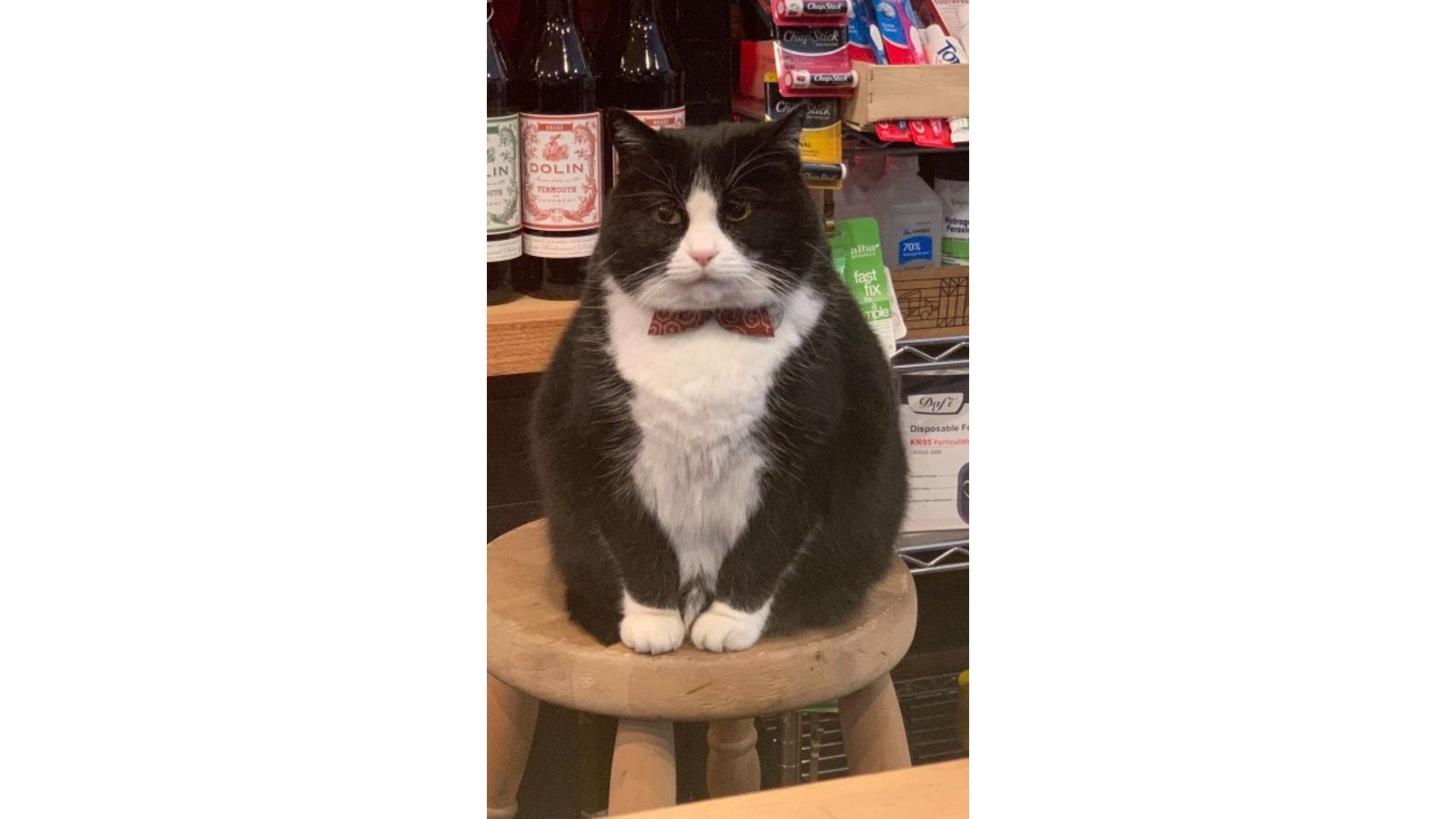 Meet Tosca the cat, the sharpest-looking, shop cat that broke the ...