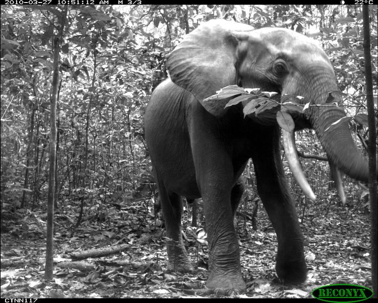 Photos: Hidden Cameras Find Diverse Animals in Tropical Forests | Live ...