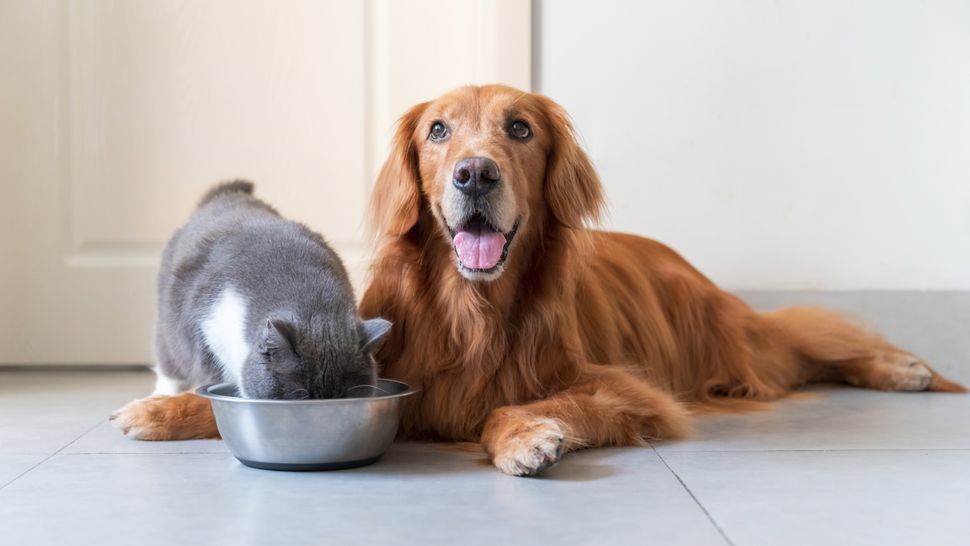 Can dogs eat cat food? A vet has the answer | PetsRadar
