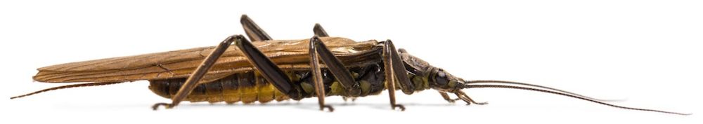 In Images: The Insect Family Tree | Live Science