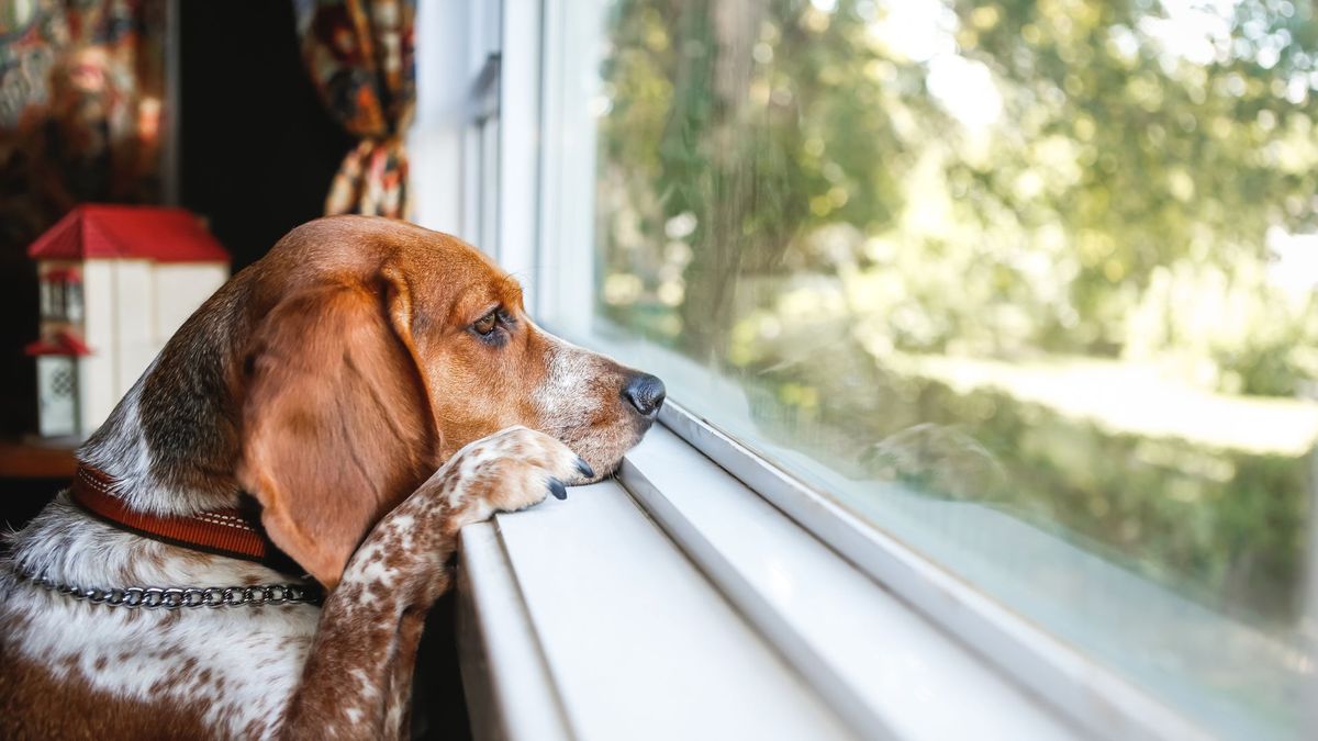 32 everyday fears and phobias in dogs | PetsRadar