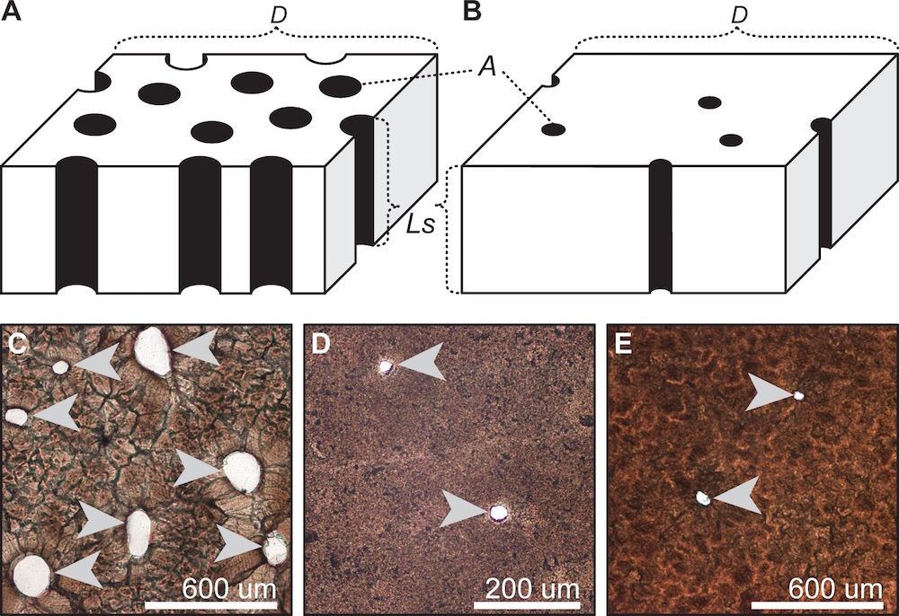 Buried or Open? Ancient Eggshells Reveal Dinosaur Nesting Behaviors ...