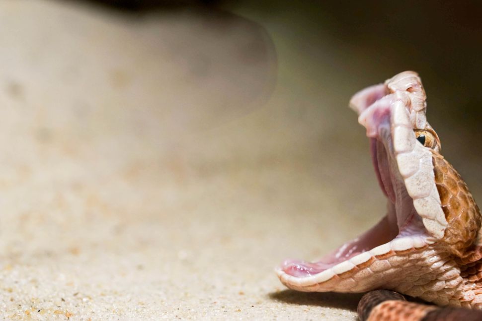 Copperhead Snakes: Facts, bites & babies | Live Science