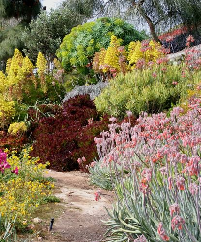 Dry gardens: how to design a drought-tolerant backyard | Gardeningetc
