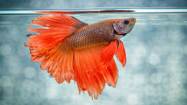32 best types of fish for first-time owners | PetsRadar