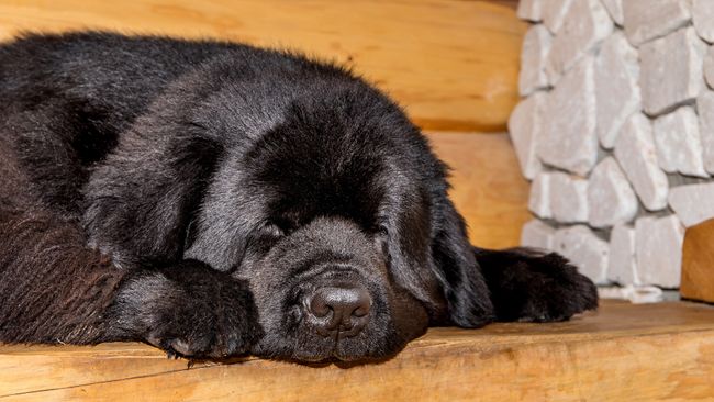 32 sleepiest dog breeds | PetsRadar