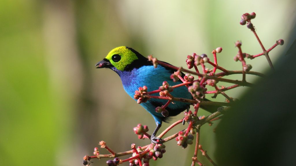 Why are animals so colorful? | Live Science