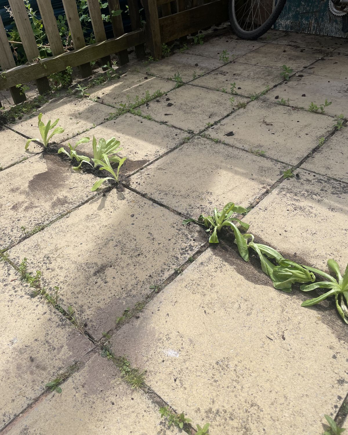 I grew lettuce in my 'crack garden' using advice from Monty Don ...
