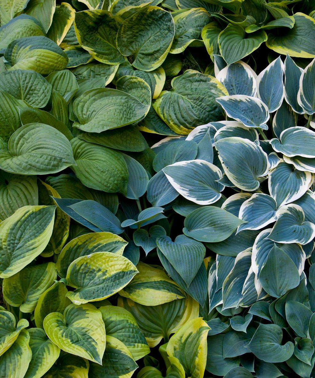How and when to divide hostas – top tips for these plants | Homes and ...