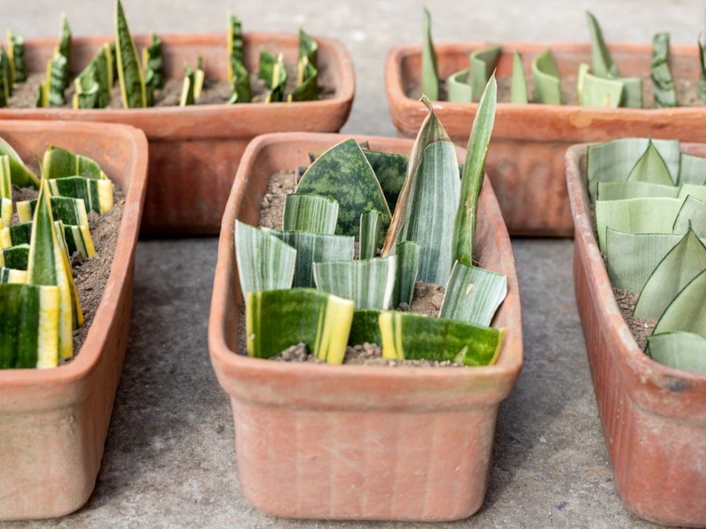 Snake Plant Propagation - Tips For Propagating Snake Plants | Gardening ...