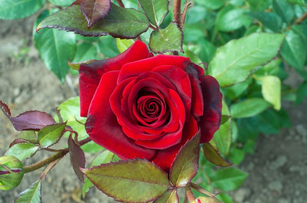 Types Of Red Roses: Selecting And Growing Roses That Are Red ...