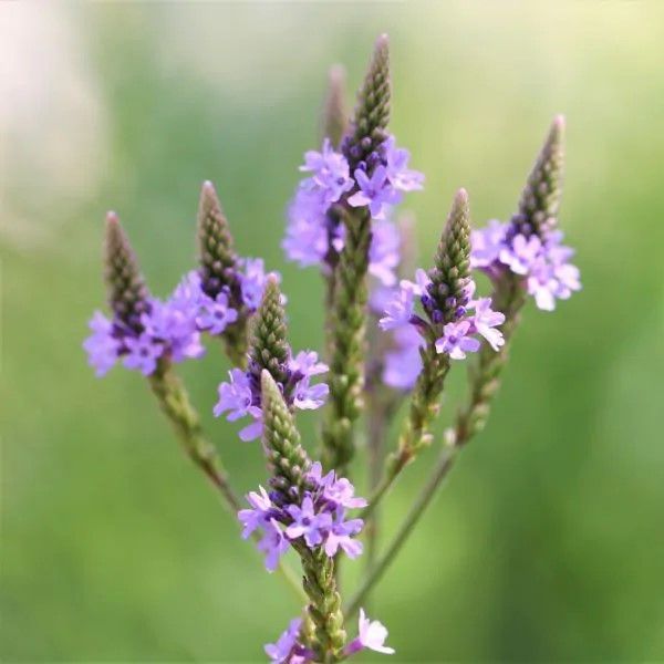 How to grow verbena: expert advice on this flowering plant | Homes and ...