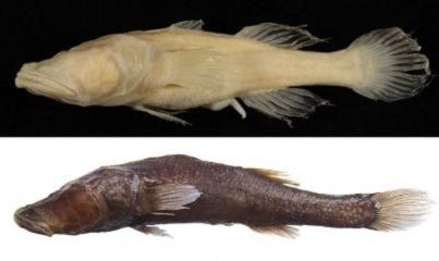 Eyeless Fish Oceans Apart Turn Out to Be Cousins | Live Science