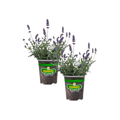 What is swathe planting and making it work in small spaces | Real Homes