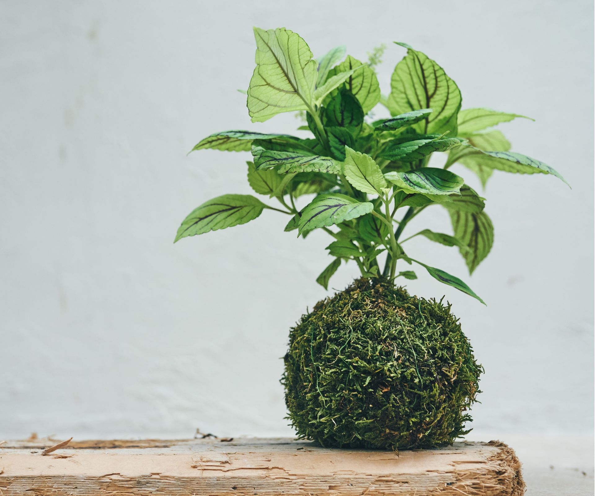 Kokedama care guide: 5 expert tips on this indoor plant | Homes and Gardens