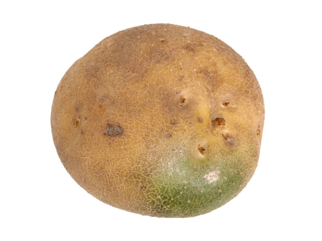 Green Potato Skin - Why Do Potato Skins Turn Green? | Gardening Know How