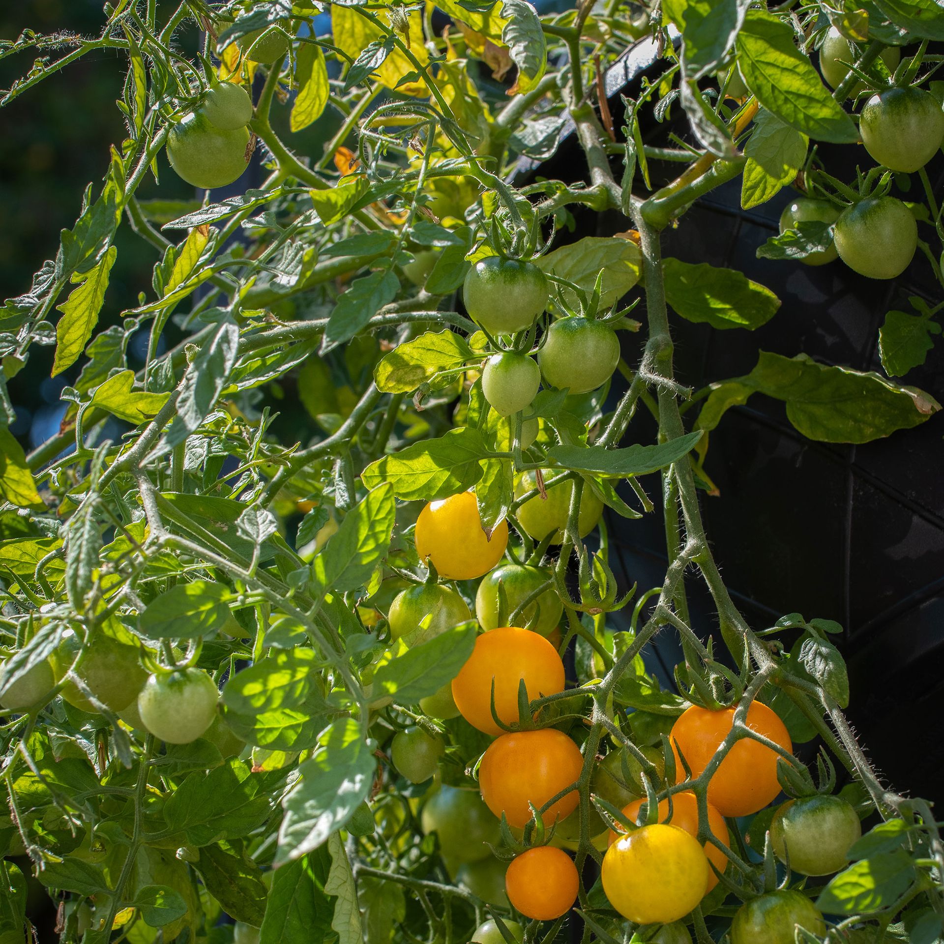 Growing tomatoes in hanging baskets - a straightforward guide | Ideal Home