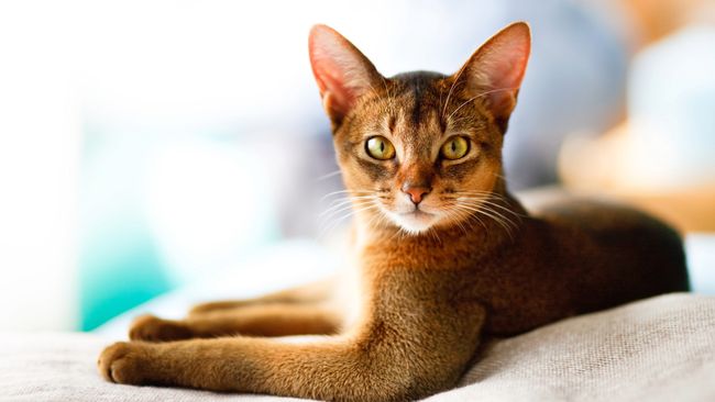 32 high energy cat breeds that will want to play with you | PetsRadar