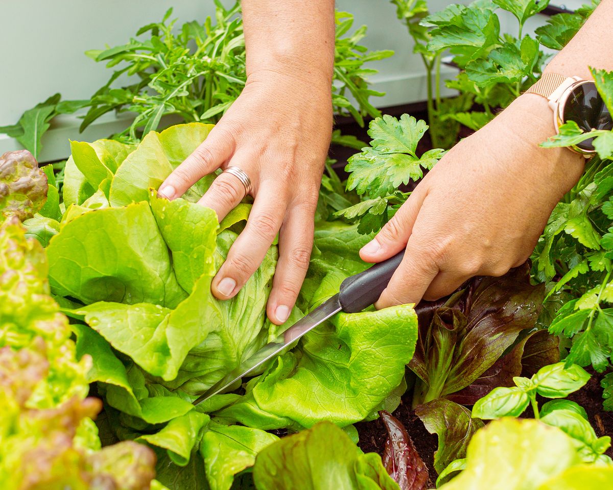 9 Cut And Come Again Crops For Small Spaces | Gardening Know How
