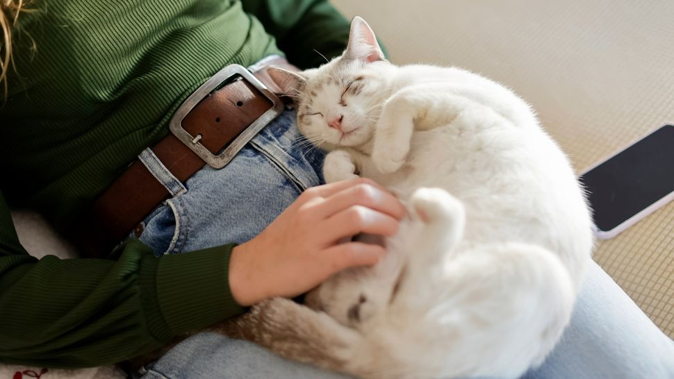 Do cats actually have 9 lives? The truth behind the myth | PetsRadar