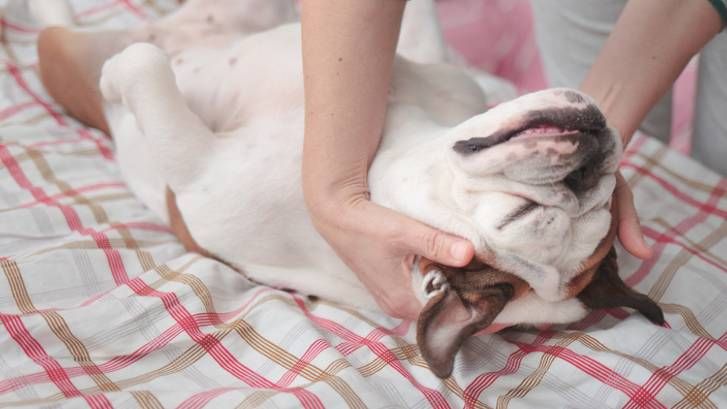 How to massage a dog: When, why and what to do | PetsRadar