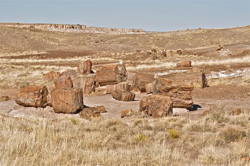 Past Preserved: Photos of the Petrified Forest | Live Science