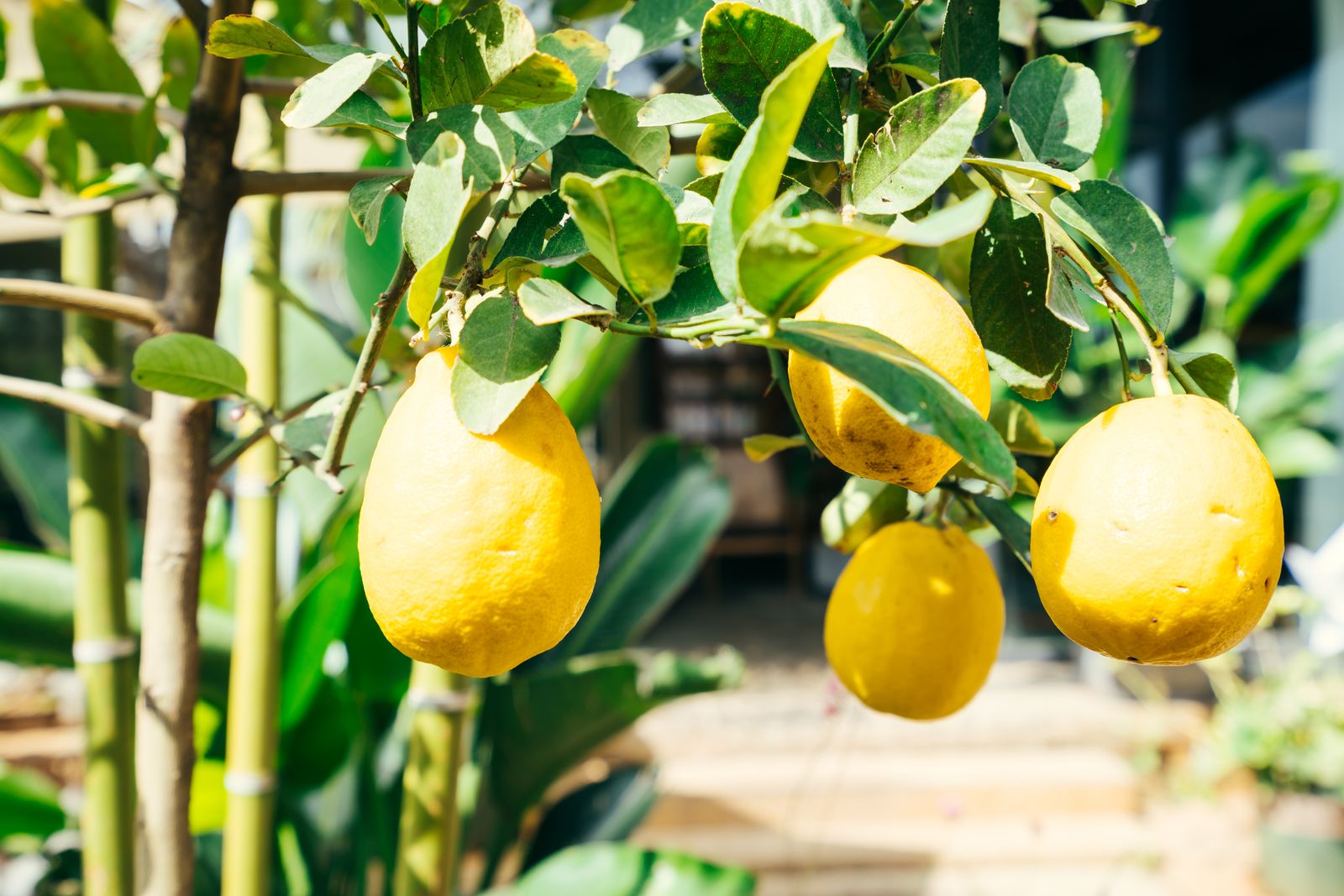 Growing fruit in pots: how to plant and care for container grown fruit ...