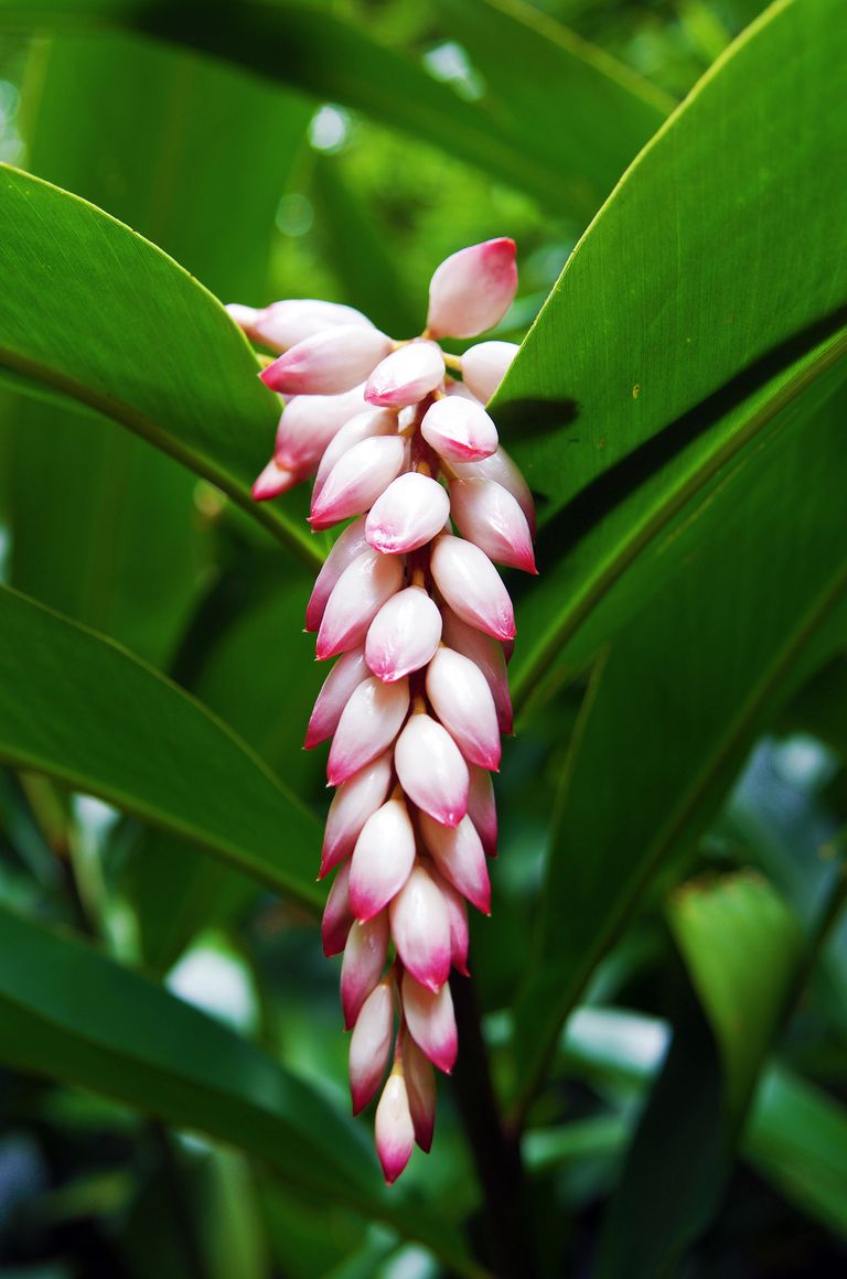 How to grow ginger | Homes and Gardens