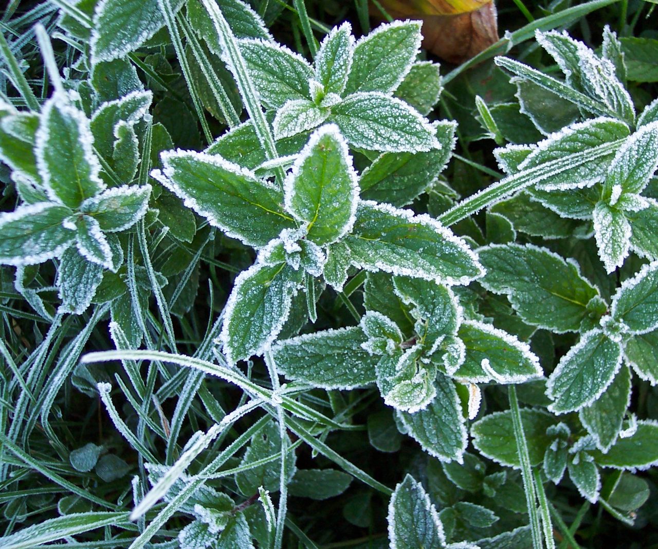 Is mint frost-tolerant? Experts share their advice | Homes and Gardens