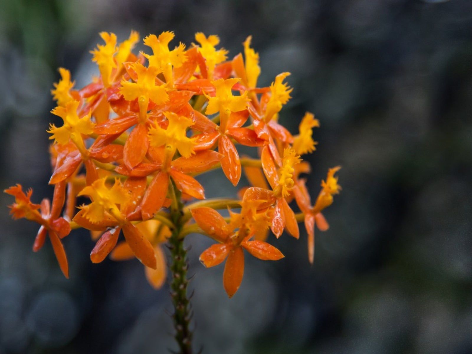Growing Epidendrum Orchids - How To Care For Epidendrums | Gardening ...