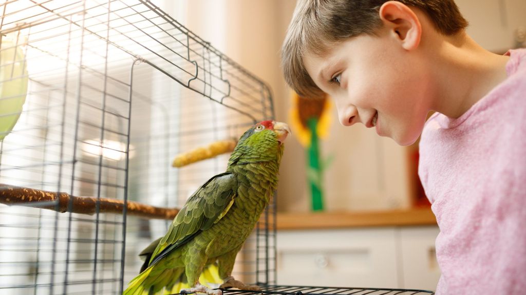 32 tips for taking care of pet birds | PetsRadar