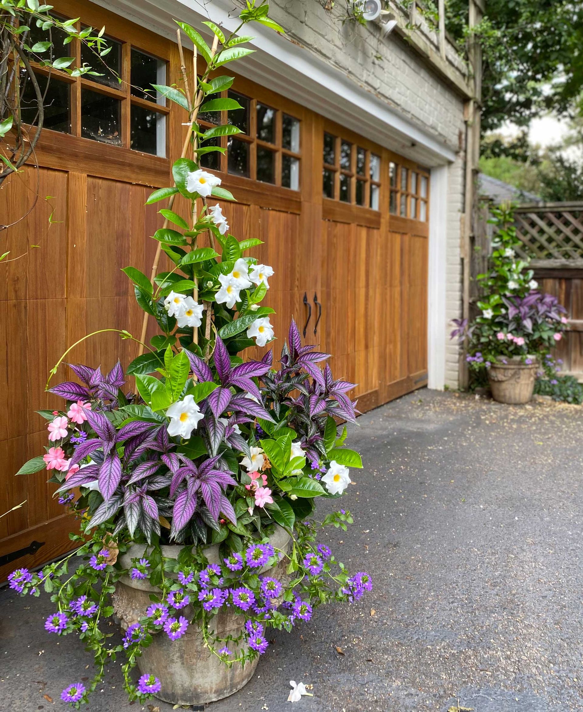 Fillers, spillers and thrillers – the golden rule for container gardens ...