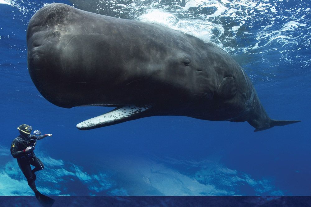 How Whales' Ancestors Left Land Behind | Live Science