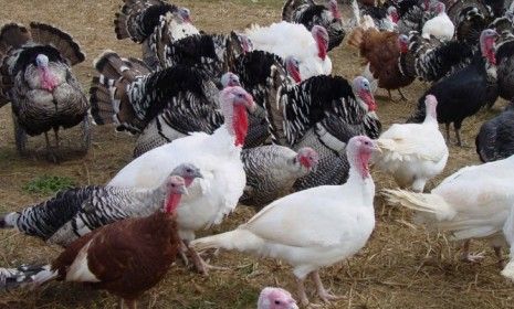 The hidden cost of cheap turkeys | The Week