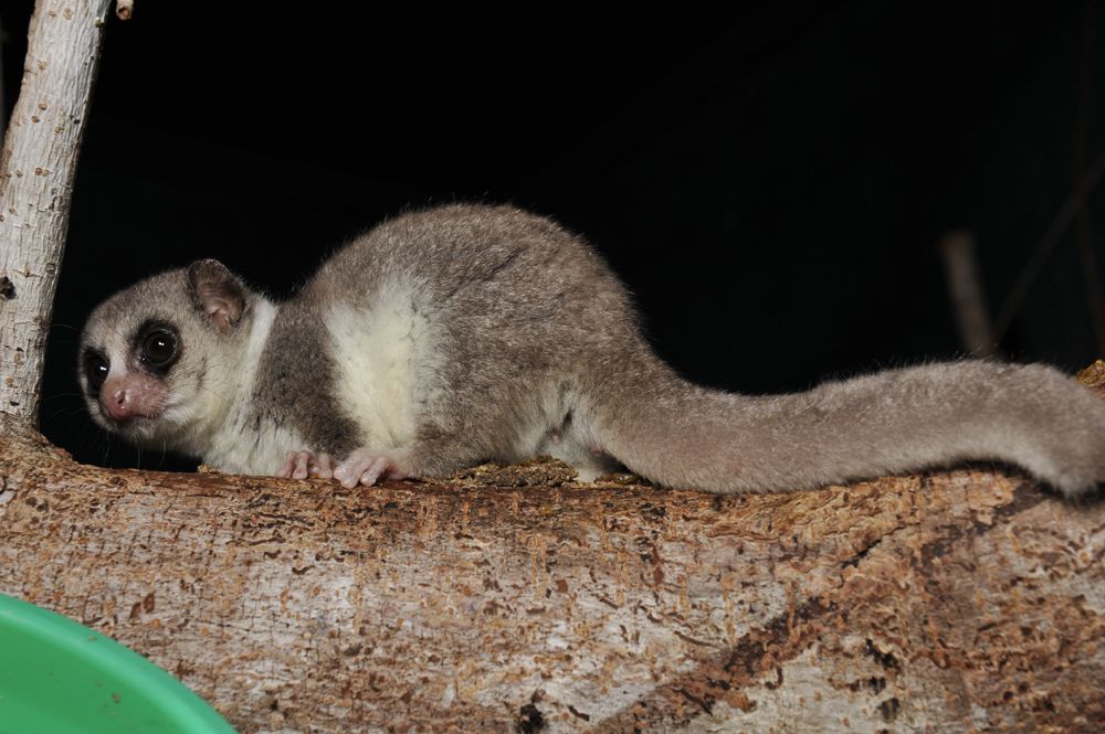 World's Only Hibernating Primate Has Strange Sleep Patterns | Live Science