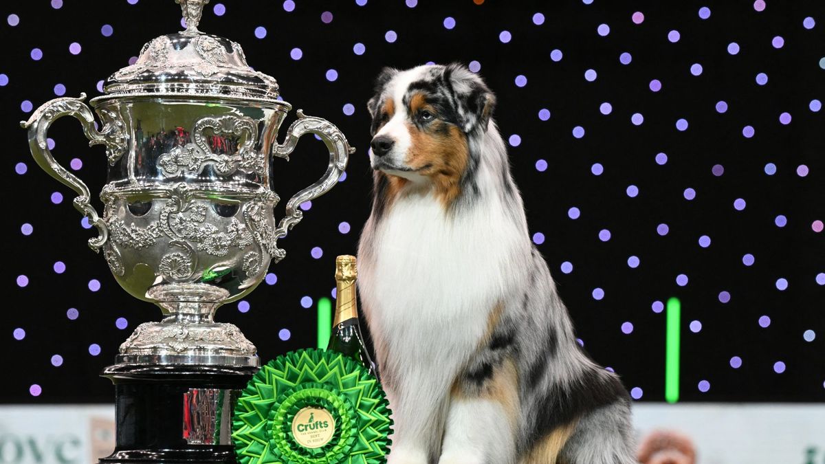 Crufts 2025: The world’s greatest dog show | PetsRadar