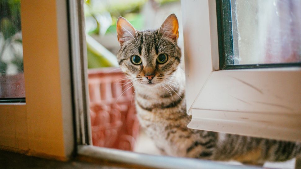 32 cat breeds that prefer being outdoors | PetsRadar