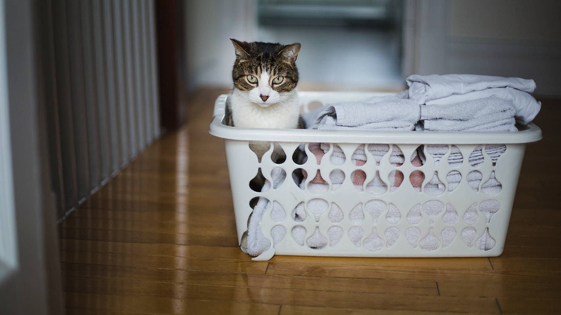 How to get rid of cat pee smell around the home | PetsRadar