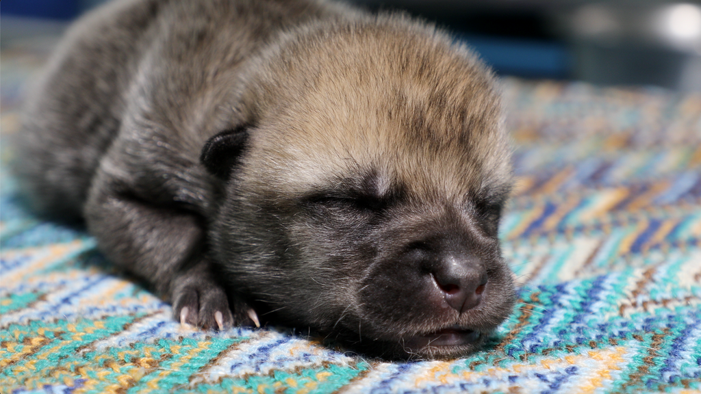 World's first wolf clone born to surrogate dog, Chinese company reveals ...