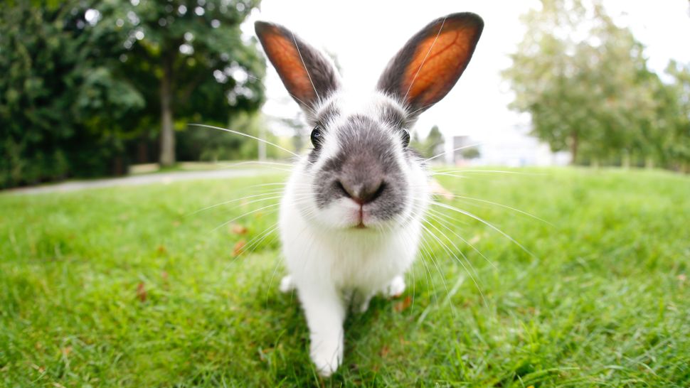 How to tell if a rabbit is happy: Vet reveals 10 signs to lookout for ...