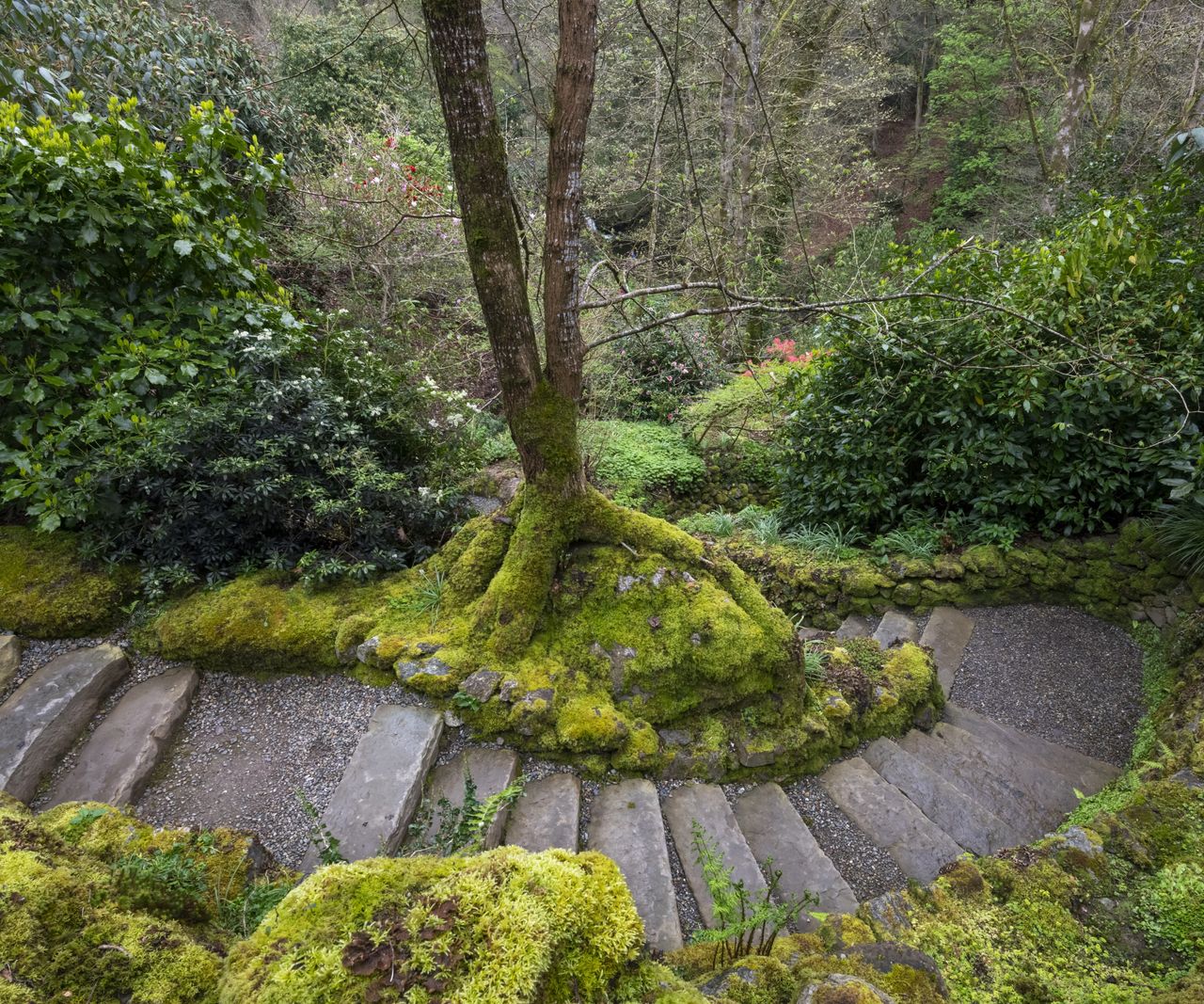 How to grow moss: the greenest groundcover for shade gardens | Homes ...