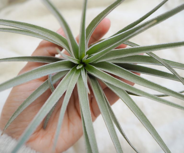 Types of air plants: 8 varieties and how to care for them | Homes and ...