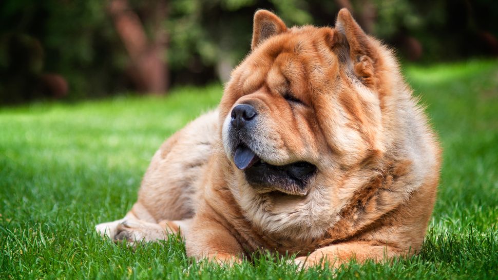 23 brachycephalic dog breeds and their health issues | PetsRadar