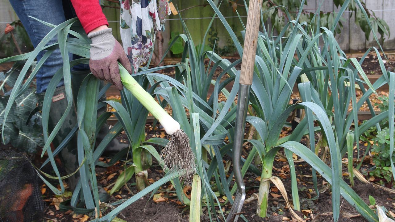 How to cook leeks | GoodtoKnow