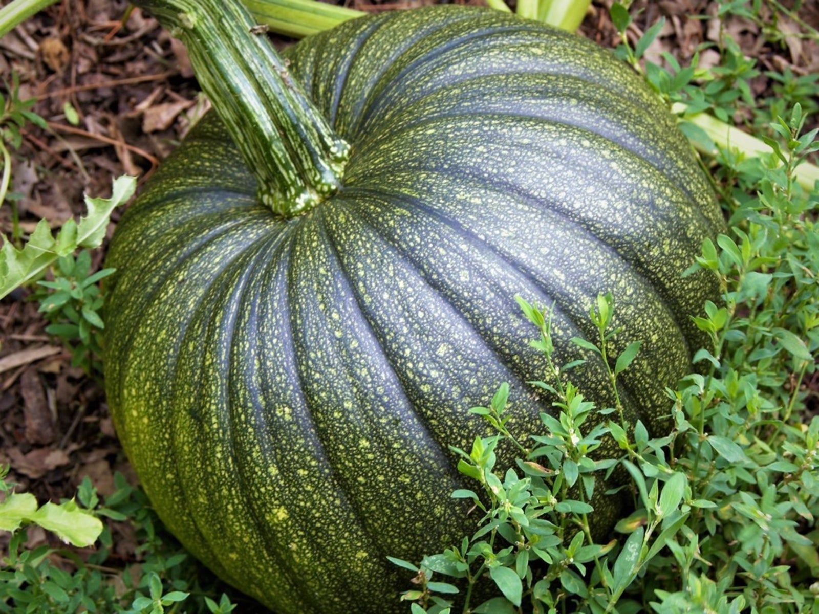 How To Turn Green Pumpkins Orange | Gardening Know How